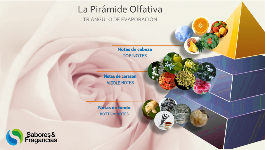¿Qué son las Pirámides Olfativas? - Fragancia