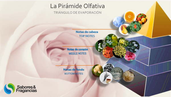 ¿Qué son las Pirámides Olfativas? - Fragancia